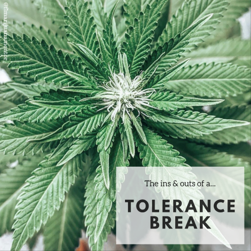 Tolerance Breaks – Florida Marijuana Mentor